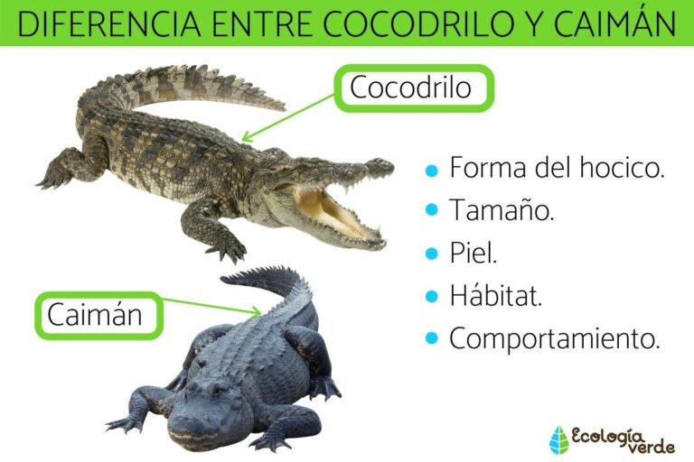 Conoce los tipos de cocodrilos: sus características, nombres y ejemplos ...
