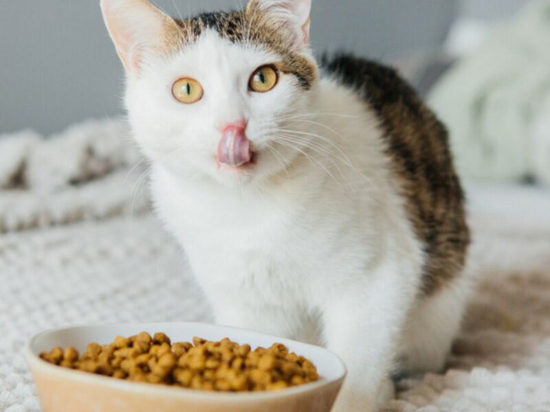 Mejora la salud de tu gato con una dieta hipoalergénica | Mascotario