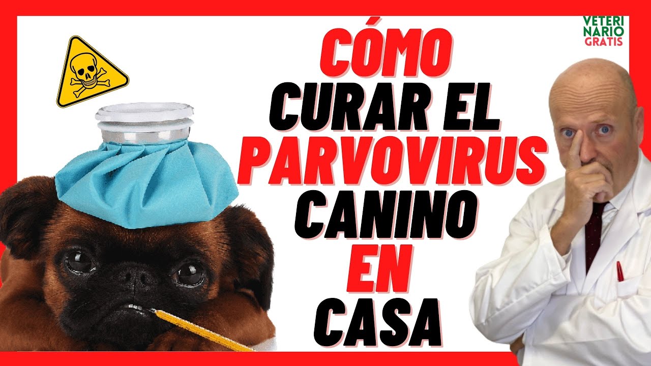 10 efectivos remedios caseros para tratar el parvovirus en perros ...