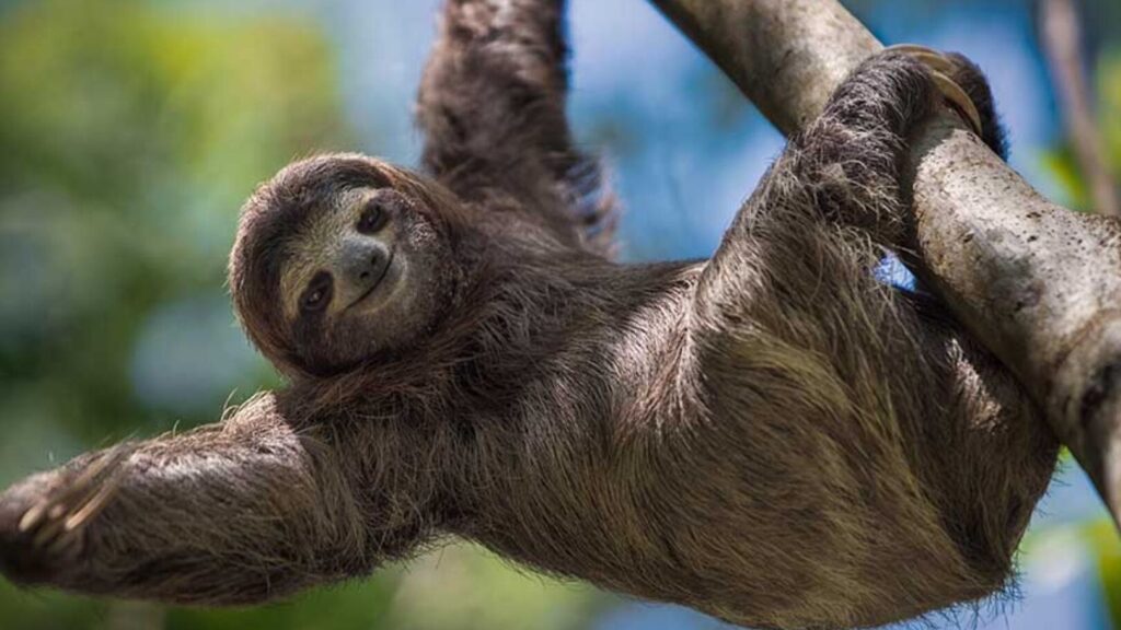 10 fascinantes curiosidades sobre los perezosos que te sorprenderán ...