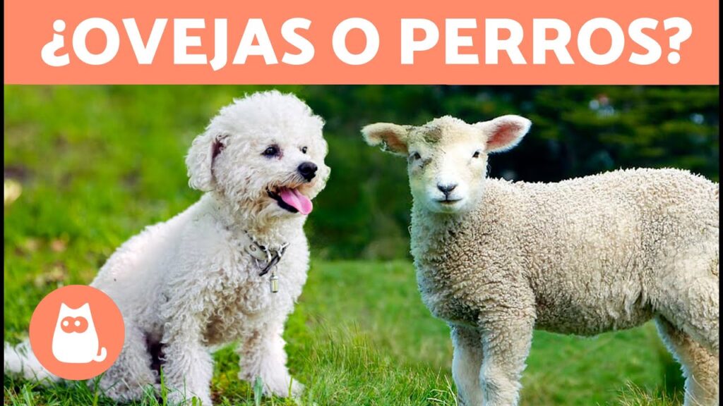 10 razas de perros que parecen adorables ovejas para conocer | Mascotario