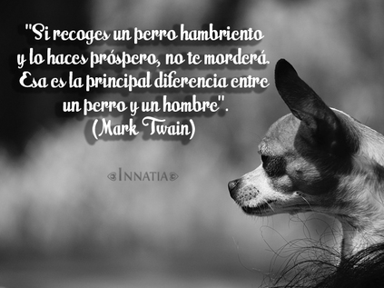 20 frases de animales para inspirarte y reflexionar | Mascotario