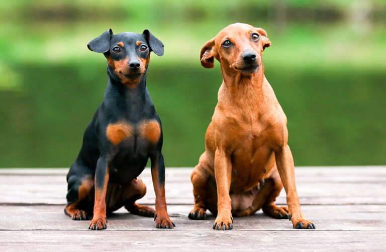 25 datos curiosos sobre la raza de perro pinscher miniatura | Mascotario