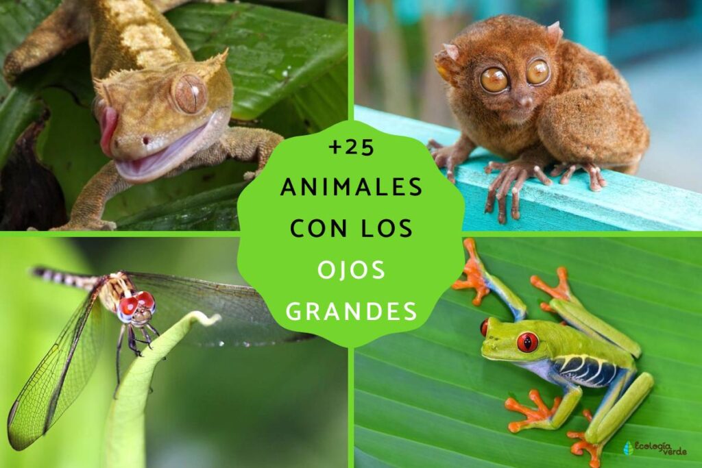 25 impresionantes animales con ojos grandes que no podrás dejar de ...