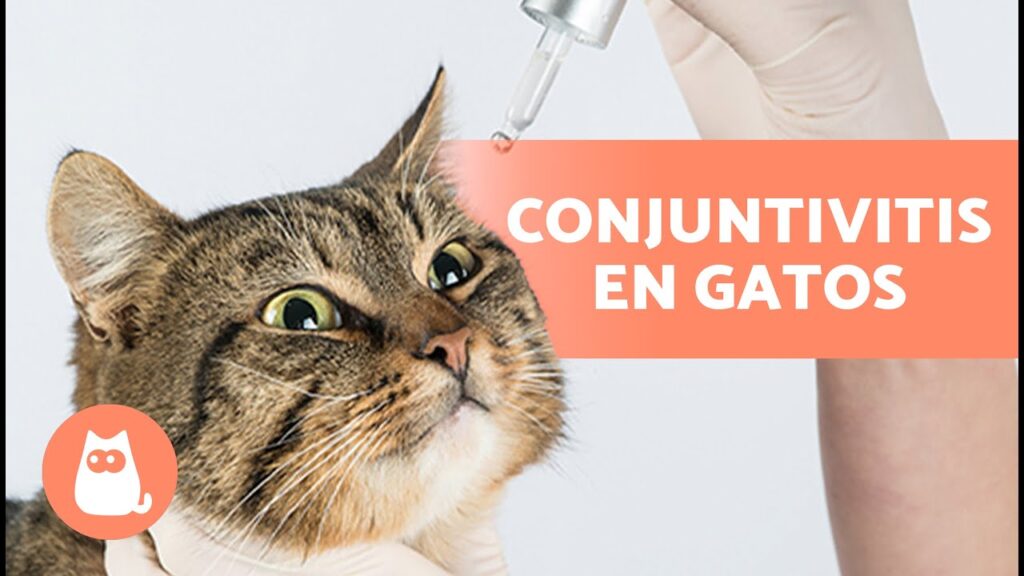 5 Remedios Caseros Efectivos para Tratar la Infección de Ojos en Gatos ...
