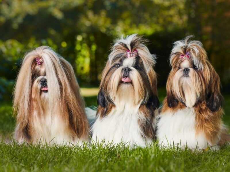 5 tipos de cortes de pelo para shih tzu: Consejos de cuidado y estilo ...