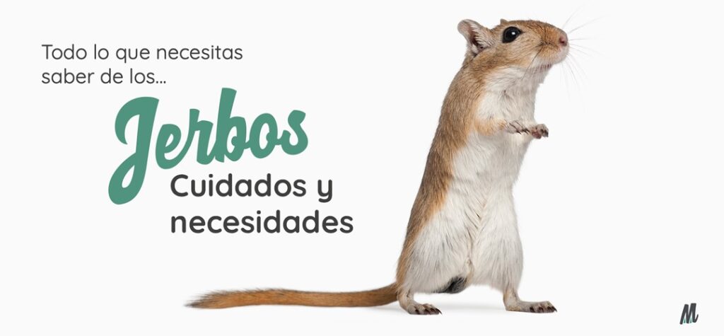 Aprende todo sobre el jerbo como mascota ideal | Mascotario