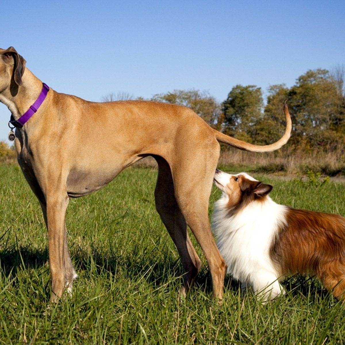 Averigua por qué los perros huelen la entrepierna y qué significa para ...