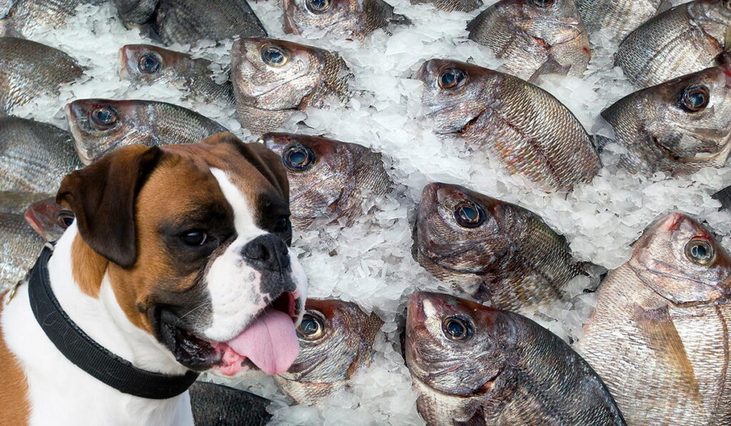 Beneficios de alimentar a tu perro con pescado | Mascotario