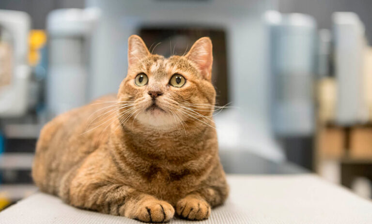 Cáncer En Gatos: Tipos, Síntomas Y Tratamiento – OMYS