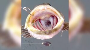 Características y ejemplos de peces con dientes | Mascotario