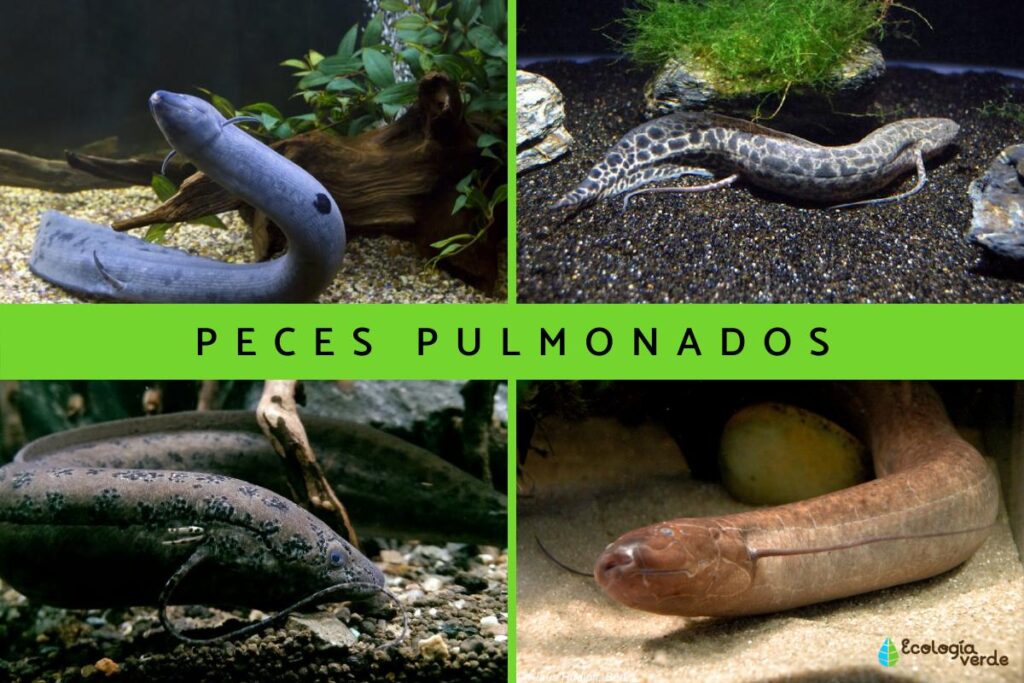 Características y ejemplos de peces pulmonados | Mascotario