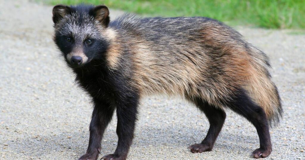 Características y origen del perro mapache tanuki | Mascotario