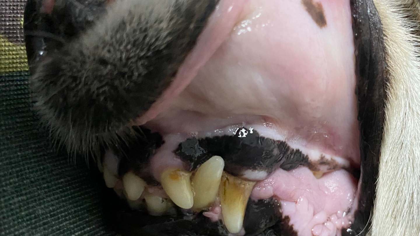Causas de encías blancas en perros: ¡Descubre por qué ocurre! | Mascotario