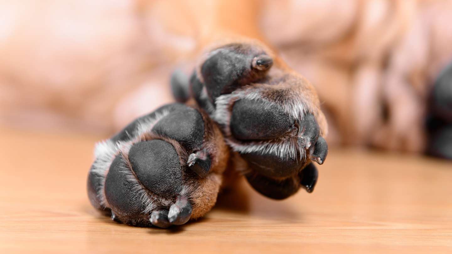 Causas de hongos en almohadillas de perros: ¿qué debes saber? | Mascotario
