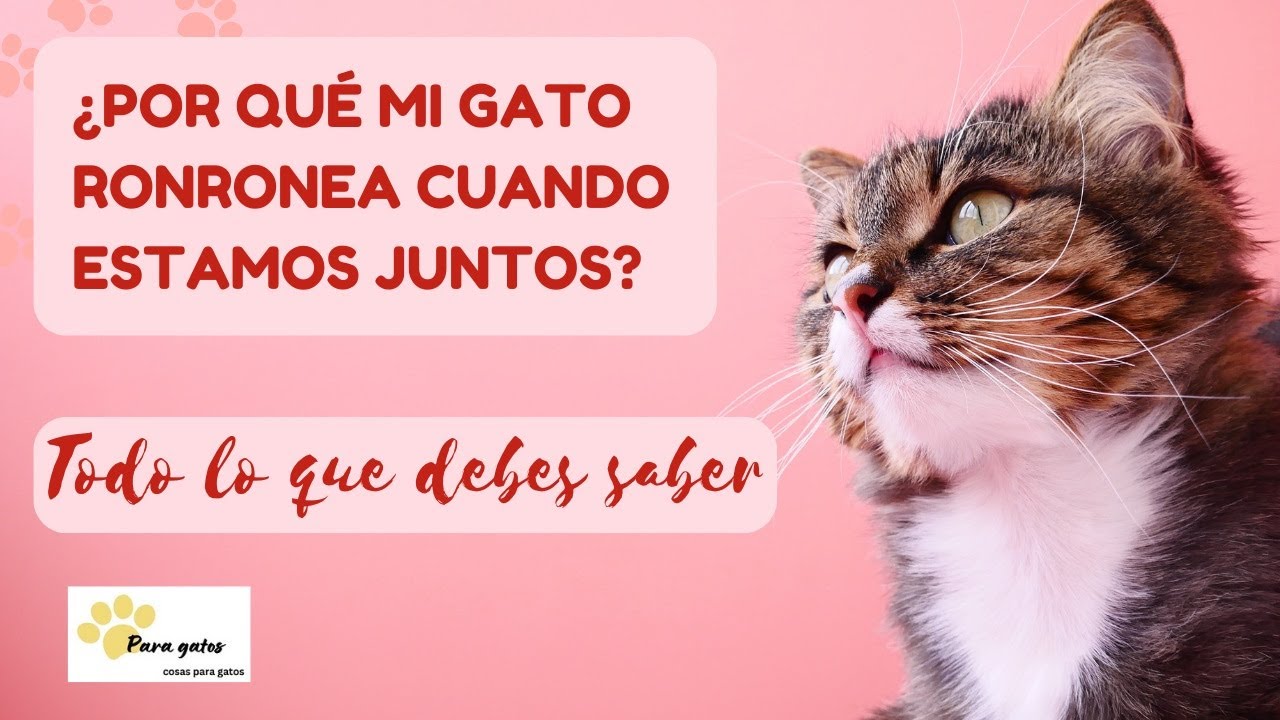 Causas por las cuales mi gato ronronea mientras está encima de mí ...