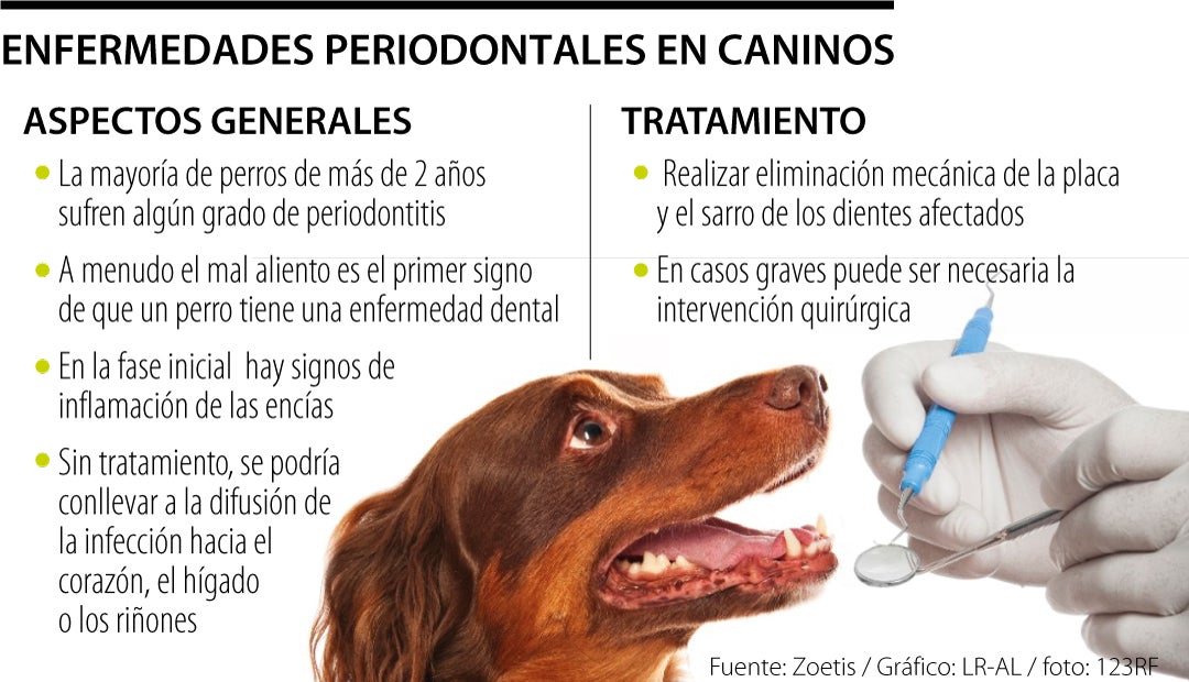 Causas, síntomas y tratamiento del mal aliento en perros | Mascotario