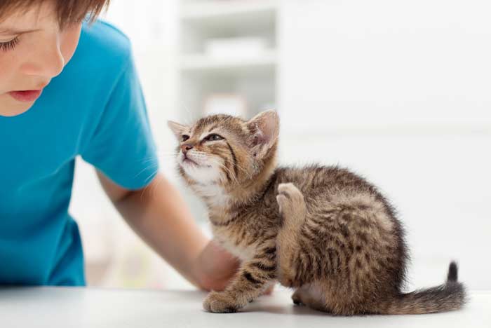 Causas y consejos para combatir el exceso de rascado en gatos | Mascotario