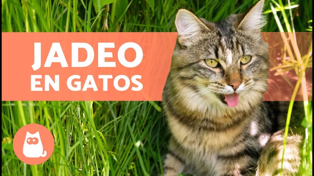 Causas y qué hacer si tu gato respira rápido | Mascotario