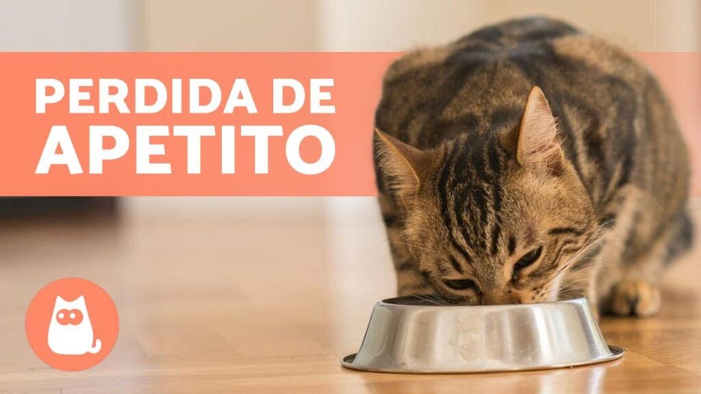 Causas y soluciones si tu gato come poco | Mascotario