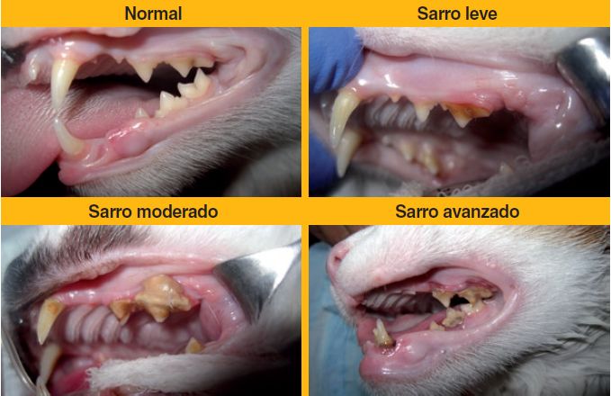 Causas Y Tratamiento De La úlcera Oral En Gatos Mascotario