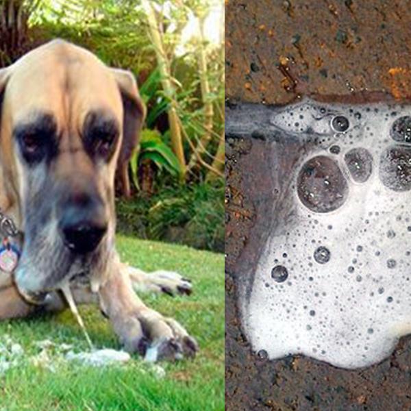 Causas y tratamientos del vómito de espuma blanca en perros | Mascotario