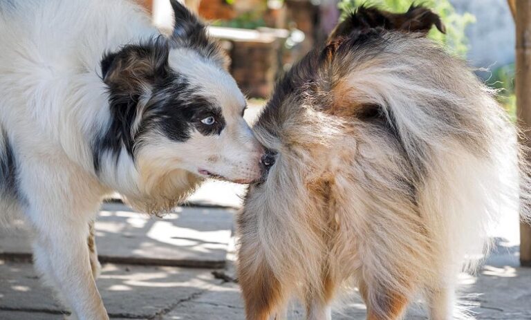 Celo en perros macho: Síntomas y duración del proceso | Mascotario