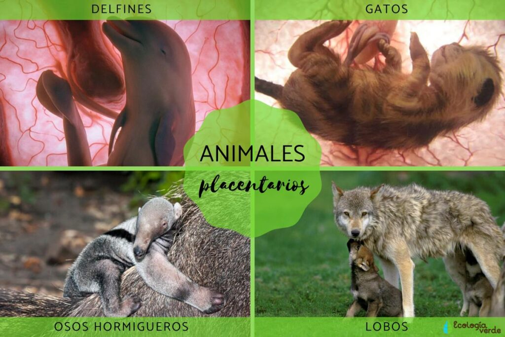Clasificación, características y ejemplos de mamíferos placentarios ...