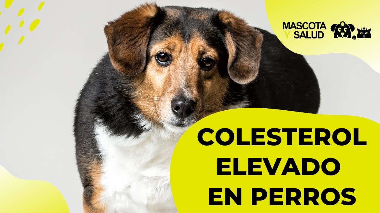 Colesterol alto en perros: causas, síntomas y tratamiento eficaz ...