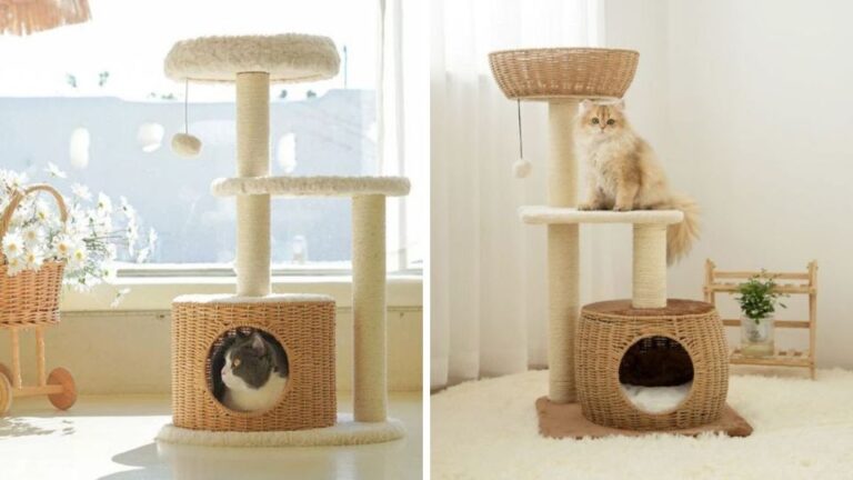 Cómo crear un gimnasio para tu gato en casa con materiales sencillos ...