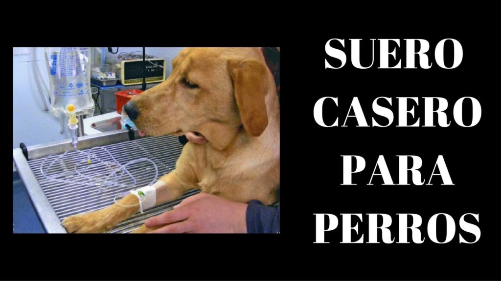 Cómo hacer un suero casero para hidratar a tu perro | Mascotario