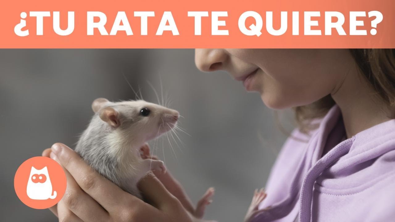 Cómo identificar si tu rata tiene afecto hacia ti | Mascotario