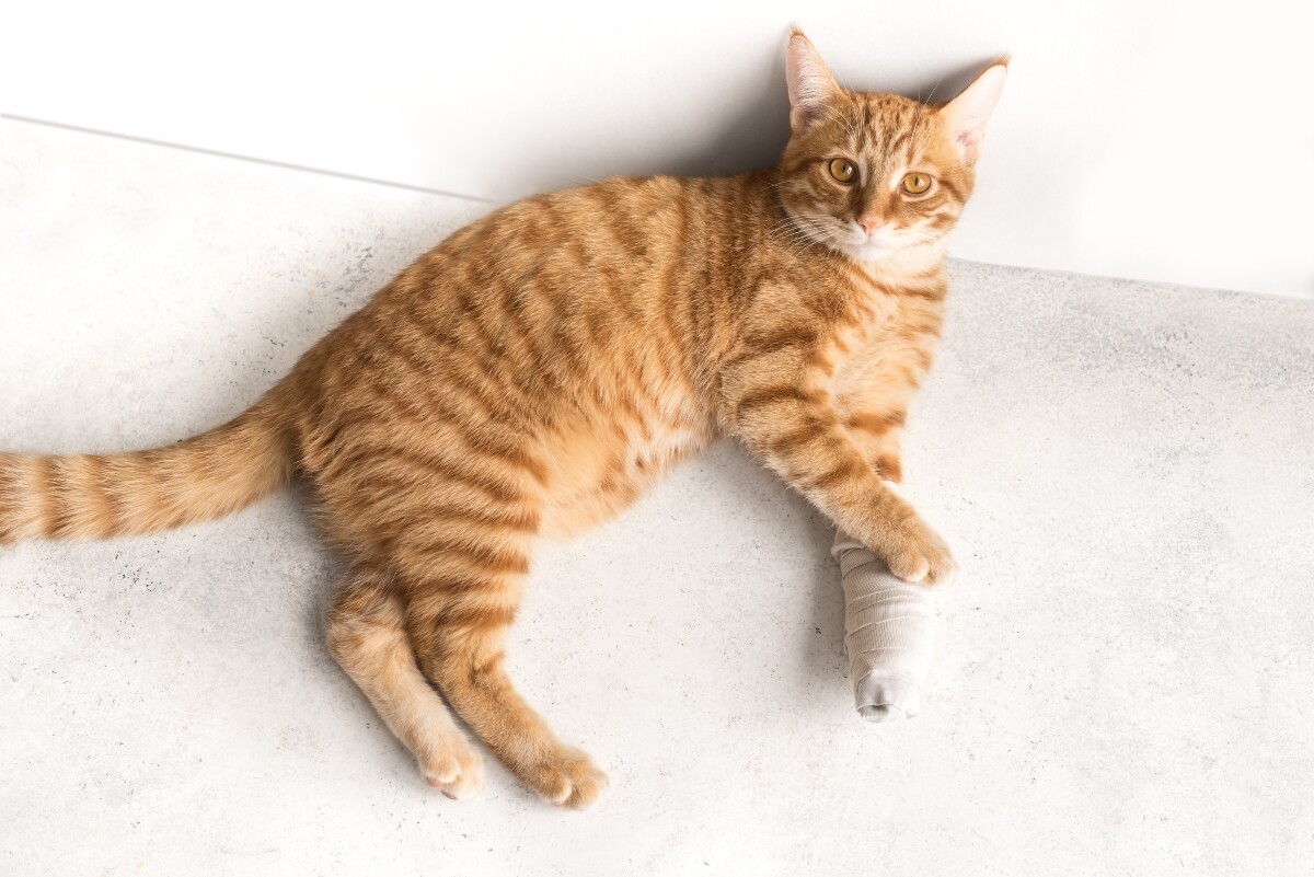 Cómo sanar las heridas de tu gato en casa con estos remedios caseros ...