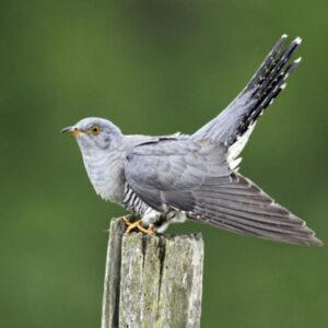 Cómo se desarrolla el pájaro cuclillo: ambiente y nacimiento | Mascotario