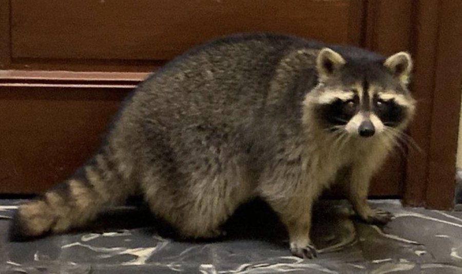 Cómo se reproduce el mapache: guía completa | Mascotario