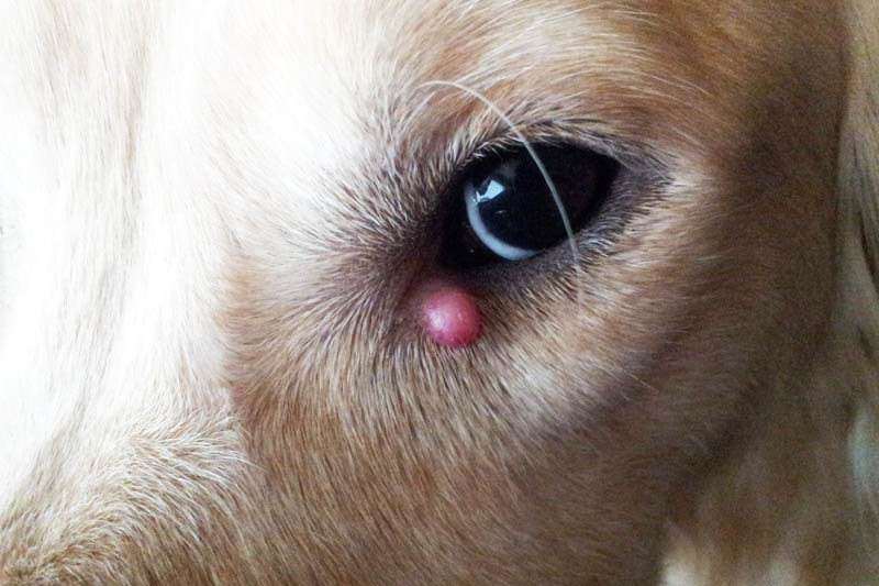Cómo tratar un orzuelo en el ojo de tu perro | Mascotario