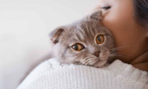 Comprende el comportamiento de tu gato al llorar cuando te vas | Mascotario