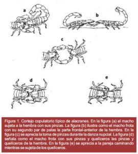 Conoce aquí el proceso de reproducción de alacranes o escorpiones ...