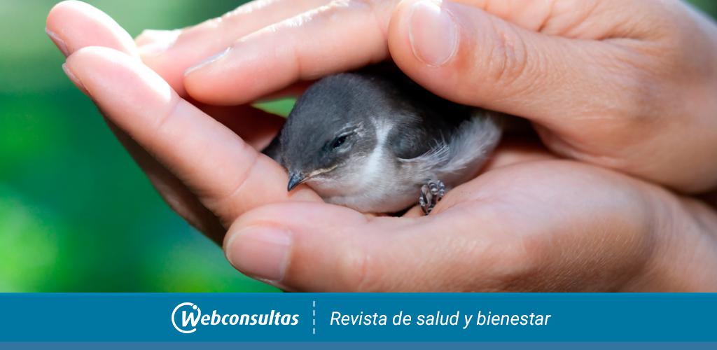 Conoce cómo ayudar a un pájaro herido | Mascotario