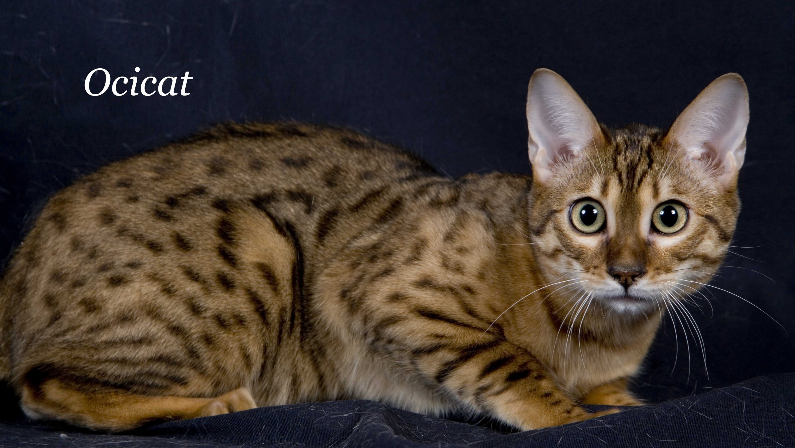 Conoce el Ocicat: todo sobre el fascinante gato ocelote | Mascotario