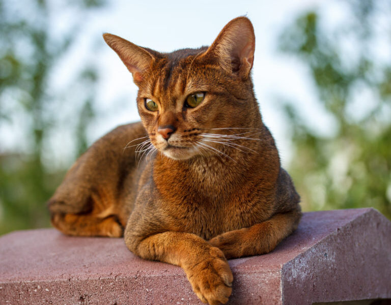Conoce la elegancia y personalidad del gato kohana, una raza única en ...