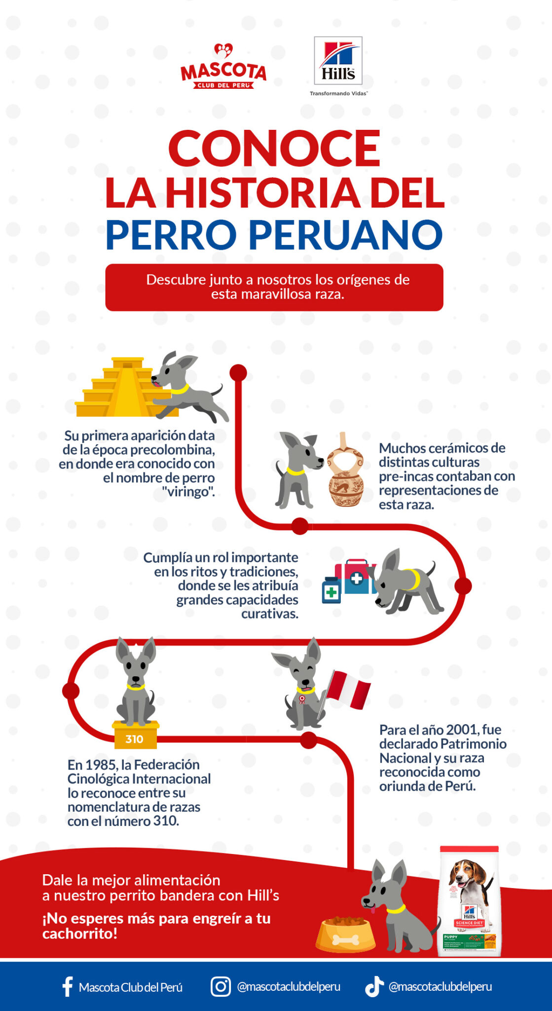 Conoce la historia y características del perro peruano | Mascotario