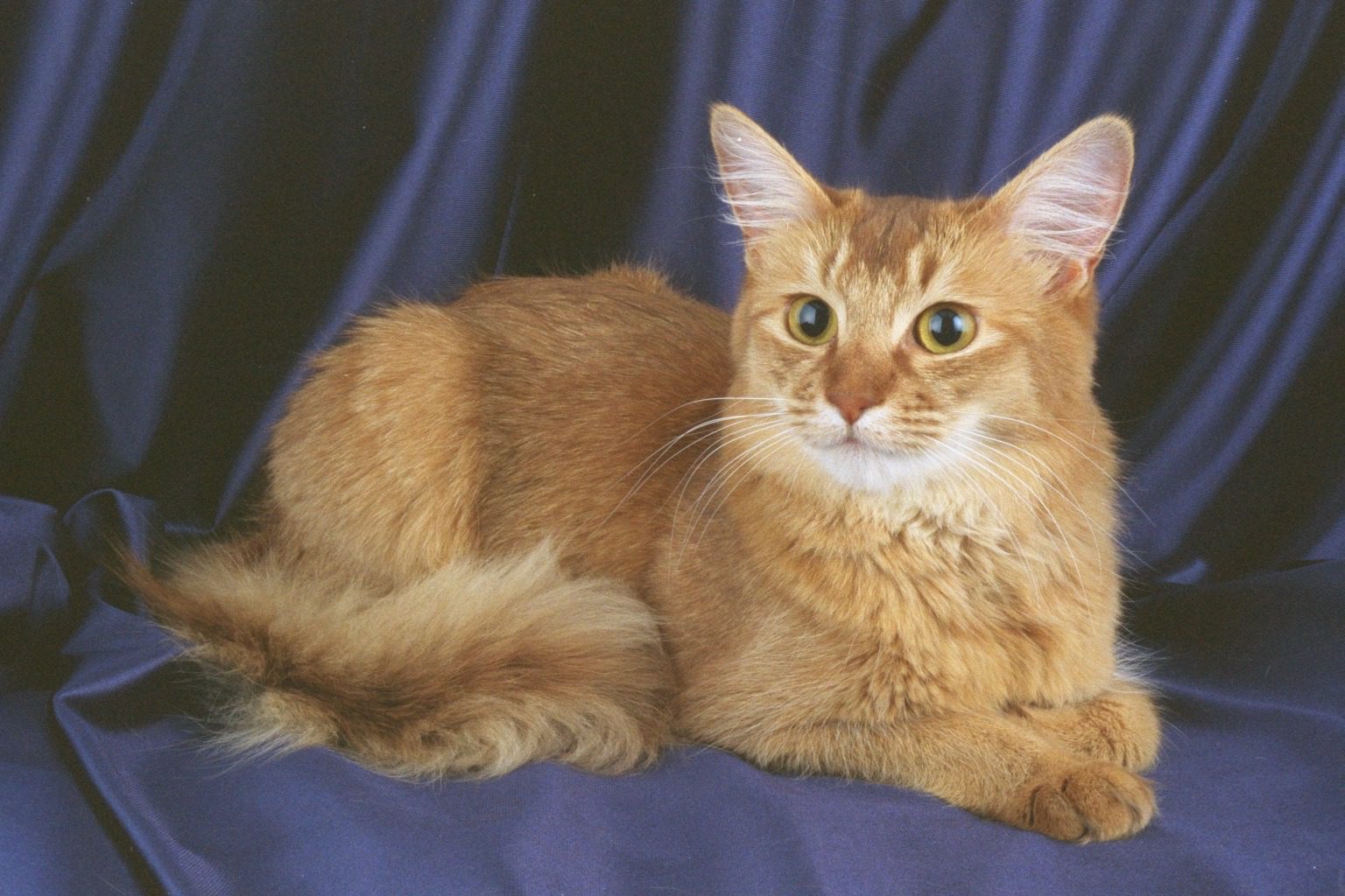 Conoce la impresionante raza de gato Somali | Mascotario