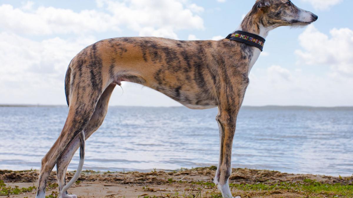 Conoce la noble raza del perro galgo español | Mascotario