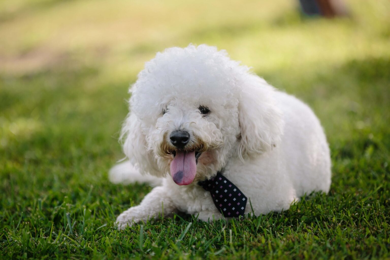 Conoce las 10 razas de perros más peludos que enamorarán tu corazón ...