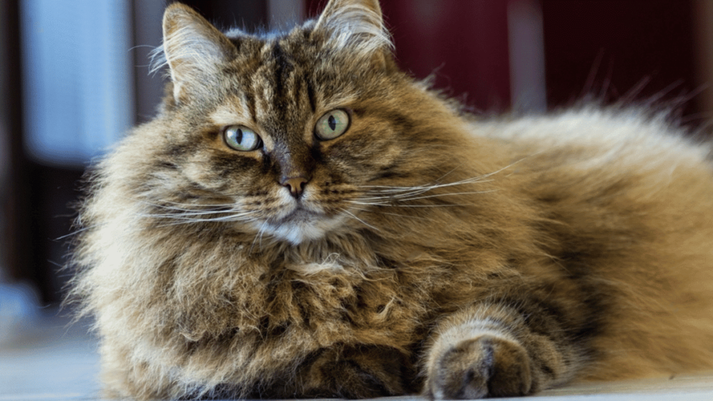 Conoce las características del gato siberiano, una raza felina ...
