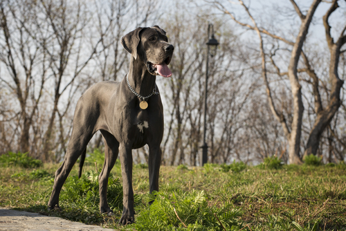 Conoce las características y cuidados del gran danés, la raza de perro ...