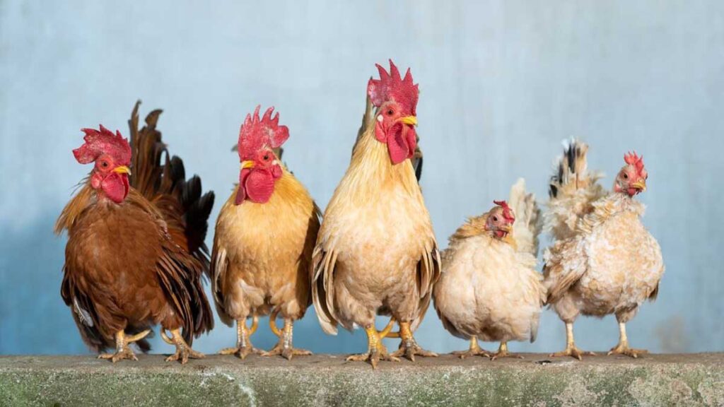 Conoce las diferencias entre un gallo y una gallina | Mascotario