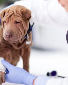 Conoce las enfermedades frecuentes del Shar Pei y cómo prevenirlas ...
