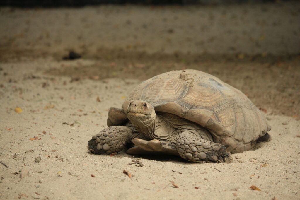 Conoce las especies de tortugas de tierra: todo lo que debes saber ...